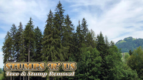 The Beautiful Coniferous Trees Of Ontario - Stumps 'R' Us