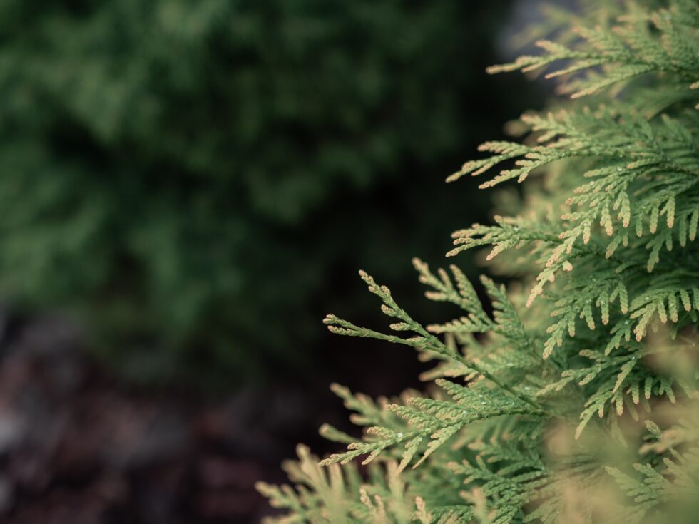 The Beautiful Coniferous Trees Of Ontario - Stumps 'R' Us