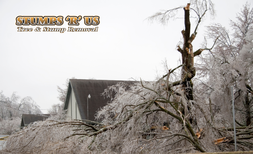 What To Do for Ice Storm Tree Damage - Stumps 'R' Us
